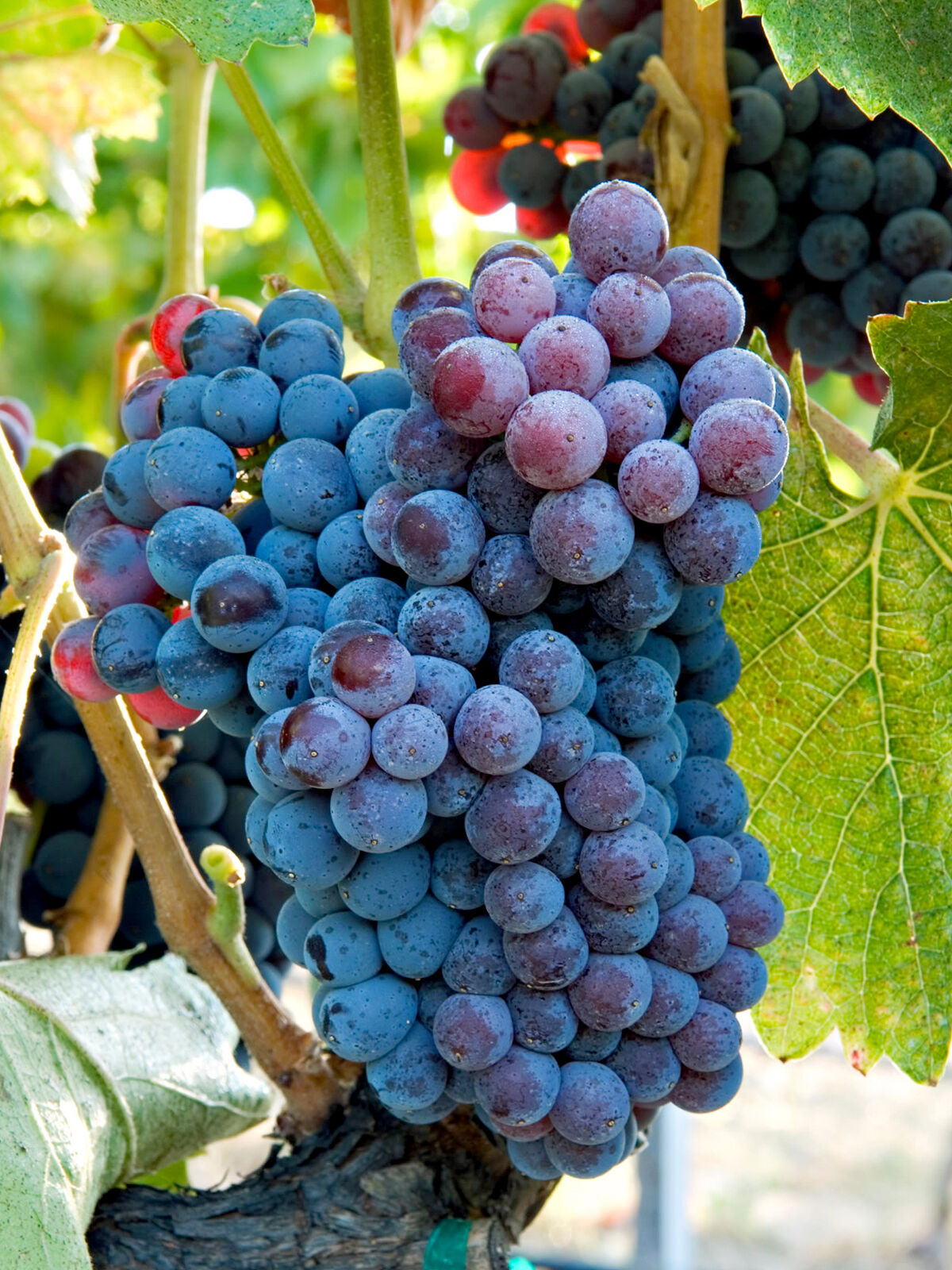 Grenache, love at 3rd or 4th Sight - Staging - Grapes to Grow
